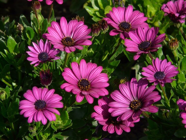 Gérberas — Aprenda a cuidar de Gérberas - Uniflores Blog