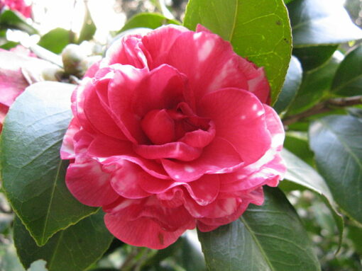 Flor Camélia: Saiba Tudo Sobre Essa Espécie e Cuidados